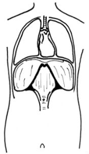 The Art of Breathing: Drawing the Diaphragm