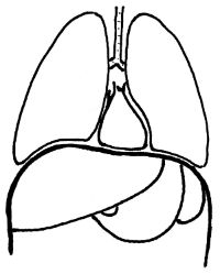 The Art of Breathing: Drawing the Diaphragm